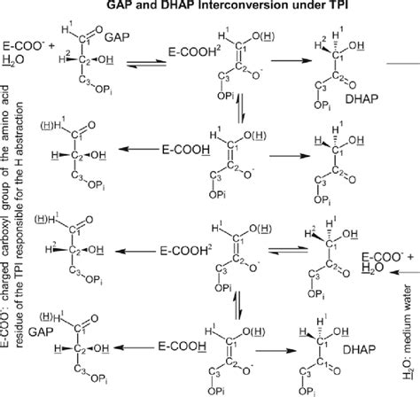 Dhap↔gap Interconversion By Tpi Triose Phosphate Isomerase Showing