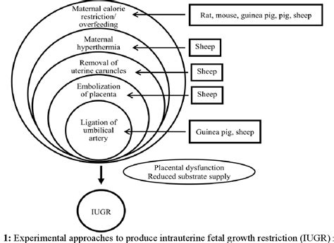 Table 1 From Intrauterine Fetal Growth Restriction Adaptation And Programminga Review