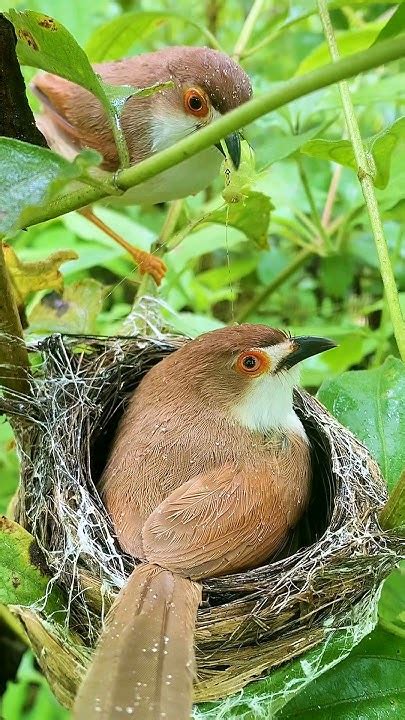 丈夫抓虫子妻子带娃 Nature Birdphotography Youtube