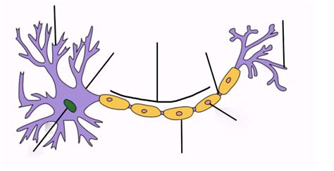 Biology Exam 3 Bio 1610 Usu Diagram Quizlet