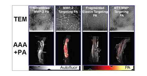 Peptide Amphiphile Supramolecular Nanofibers Designed To Target