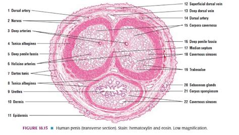 Histologi Sistem Reproduksi Pria BlogK Putih