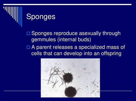 Specialized Cells In Sponges At Inez Bennett Blog
