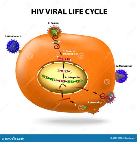 Rhinovirus Life Cycle
