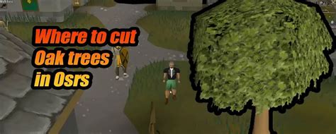 Best Places To Chop Oak Trees In Osrs