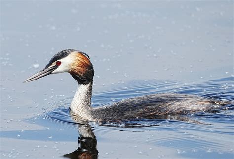 Great Crested Grebe Birdforum