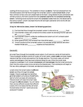A P II Lab Exercise Lymphatic System Babe Version TPT A P II Lab Exercise Lymphatic System Babe Version TPT