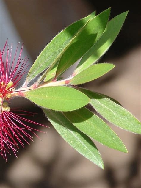 Callistemon Citrinus Leaf