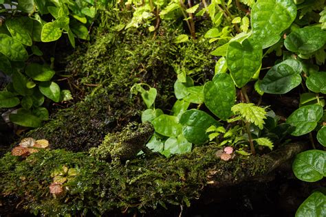 Theloderma Corticale Behance