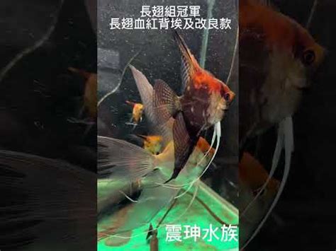 長翅血紅背埃及改良款精品神仙魚長翅組冠軍鰭型硬挺非一般長翅的表現肉身大整體展示開超過30cm以上 大紅袍白子 大紅袍