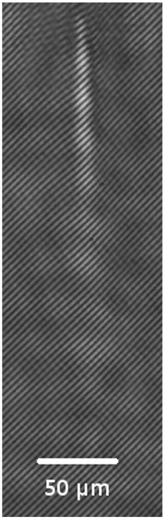 Interferometric Cross Section Image Yz Plane Of An Optical Barrier At Download Scientific