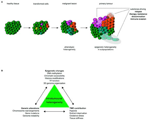 Tumor Progression Schematic Representation Of Tumor Development With