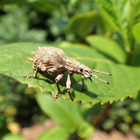 シロコブゾウムシ はなもく散歩