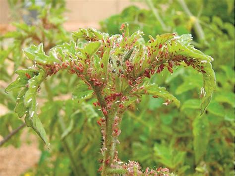 Най опасните болести и неприятели сега по домати краставици пипер и картофи Български Фермер