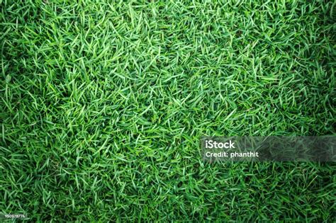 잔디 질감 또는 잔디 배경 골프 코스에 대 한 녹색 잔디 축구 필드 또는 스포츠 배경 컨셉 디자인 자연 녹색 잔디입니다 0명에 대한 스톡 사진 및 기타 이미지 Istock