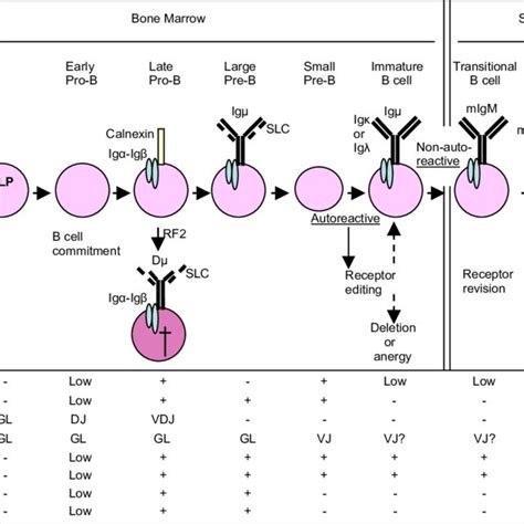 B Cell Differentiation And Maturation Scheme Developmental Stages Of B
