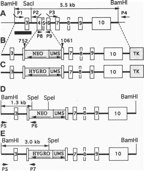 Disruption Of The Irf 1 Gene A Irf 1 Gene Structure In The Region