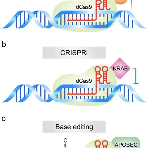 Schematic Diagram Of Dcas9 Based Gene Editing Tools A Crispra Fusion
