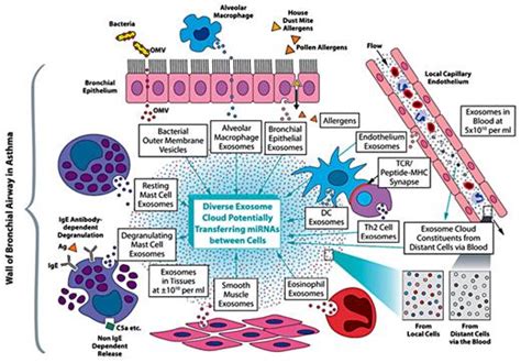 Functions Of Exosomes And Microbial Extracellular Vesicles In Allergy And Contact And Delayed