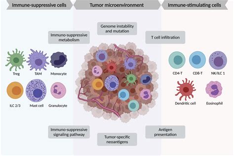 Major Immune Cell Components In Tumor Micro Environment Tme Tme Is A Download Scientific