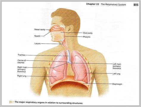 Respitory Archives Graph Diagram