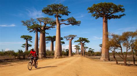 New Research Prompts Urgent Call From Scientists To Protect Madagascar