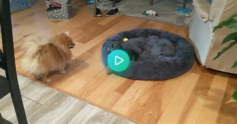 Pom Vs Gsd 2 Album On Imgur