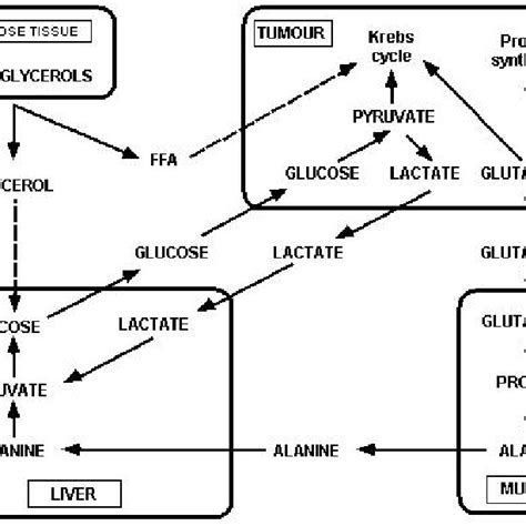 The Metabolic Puzzle” Between The Tumour Cells And The Patient The Download Scientific