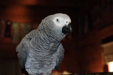 Spotting Inappropriate Parrot Body Language