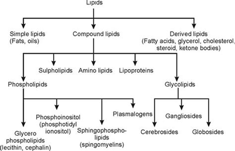 Chemistry Of Lipids
