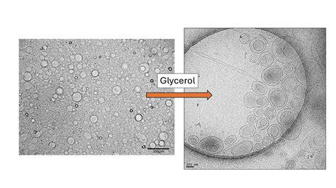 Spontaneous Liposome Formation Without High Pressure Homogenization