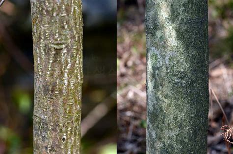 이름순 계절별 꽃색으로 찾기 호랑가시나무