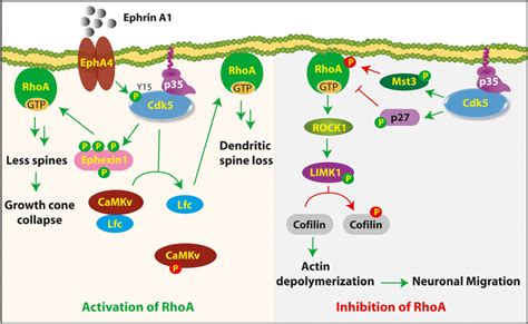 Tale Of The Good And The Bad Cdk5 Remodeling Of The Actin Cytoskeleton In The Brain Pmc