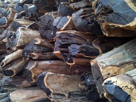 Самые ценные и дорогие породы дерева – Agrigator аграрних новин