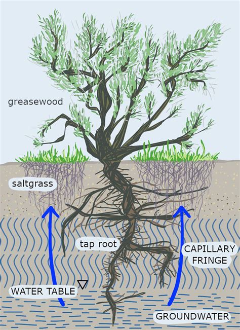 Phreatophytes