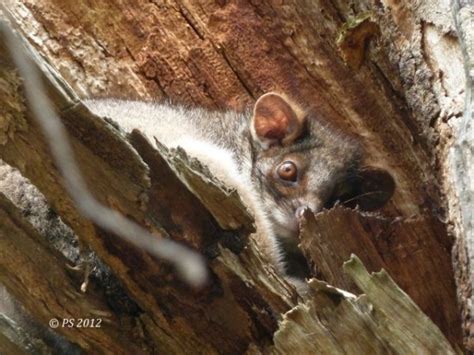 Whats Lurking In Your Backyard 19 Ringtail Possum Habitat Ecology