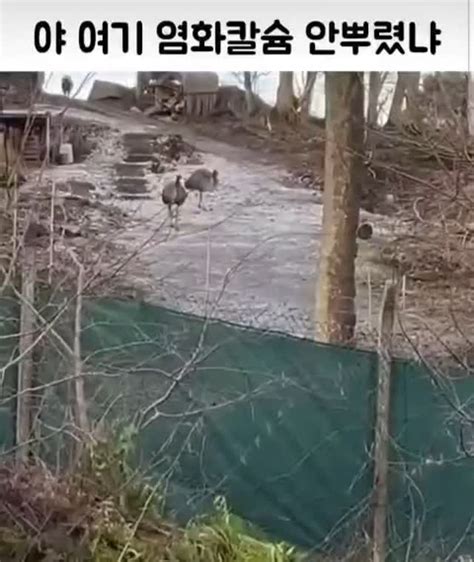 맞팔유머웃음개그꿀잼 이미 신기한 인형 1등유머모음 🥰재밌다면 팔로우👉smilehappy80광고포함 유머 유머짤 유머스타그램 개그 웃음