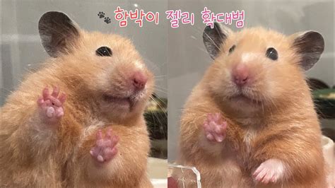 페디그리 햄스터ㅣ함박이 젤리 구경하세요🐾젤리확대범 쪼르르 달려오는 햄강아지🐹🐶 목욕 중독 함박이 Youtube