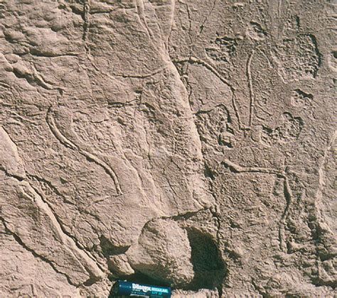 Trace Fossils Bioturbation
