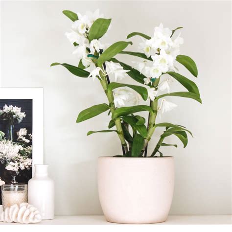 13 Elegant Houseplants With White Flowers That Brighten Any Room
