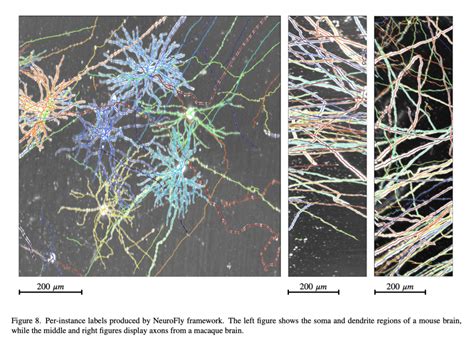 Neurofly An Ai Framework For Whole Brain Single Neuron Reconstruction