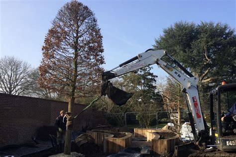 Specimen Beech Beehive Hawthorn And Hornbeam