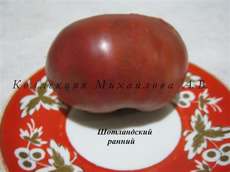 Шотландский ранний