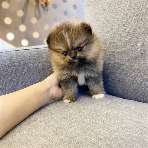 크림세이블 포메라니안