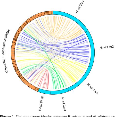 Figure 1 From Whole Genome Sequencing Of The Braconid Parasitoid Wasp