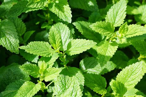 Beneficios De La Hierbabuena Ns Nutritional System