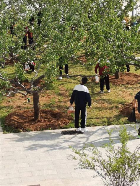 烟台市政府门户网站 劳动教育 烟台市福山区懿荣中学劳动教育照片合集