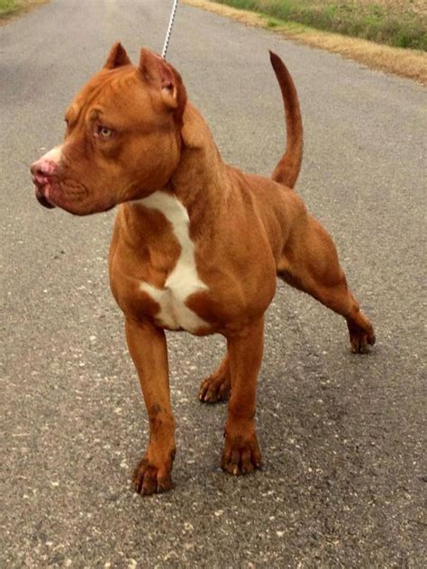 What Is A Pibble Mix Dog At Lisa Sotelo Blog