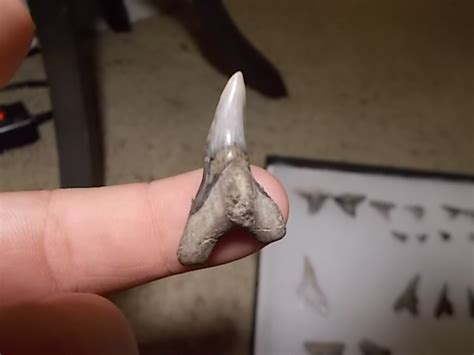 Lower Hemi Member Collections The Fossil Forum