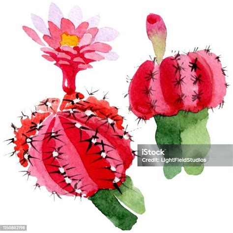 녹색 붉은 선인장 꽃 식물 꽃입니다 수채화 배경 그림 집합입니다 고립 된 선인장 그림 요소입니다 0명에 대한 스톡 벡터 아트 및 기타 이미지 Istock